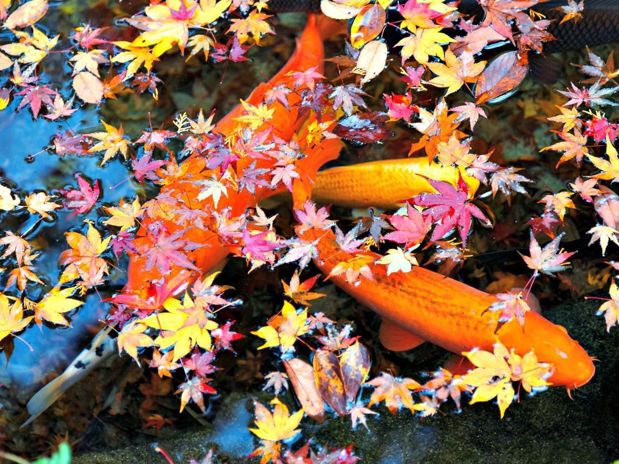 How to Net Your Pond for Fall: Simple Steps for a Healthy Pond
