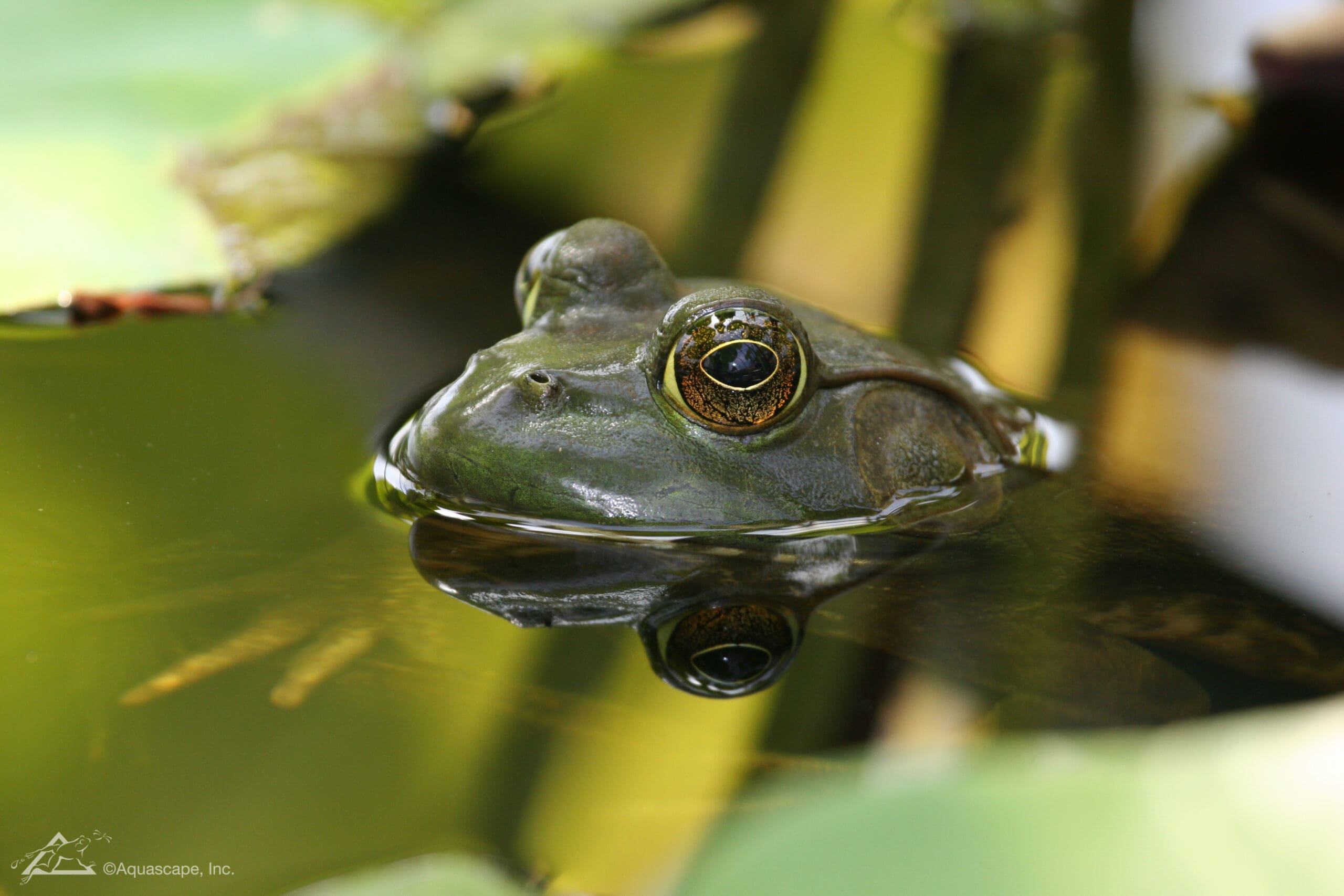 Best Mechanical Filters for Ecosystem Ponds