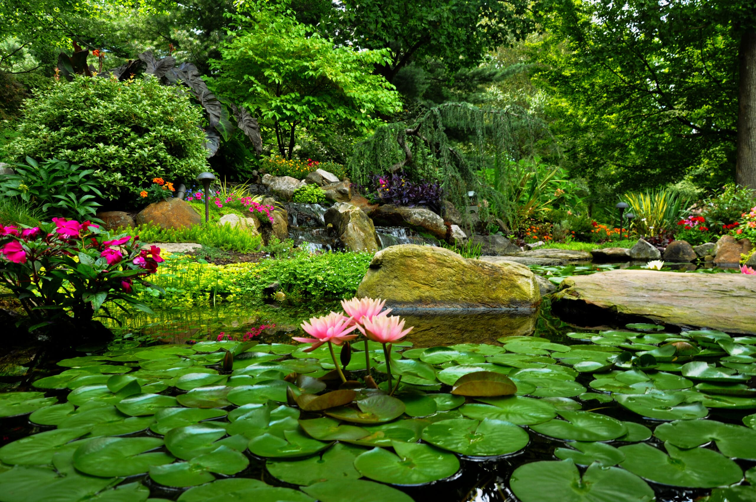 Transform Your Pond with Tropical Waterlilies-Chester County, PA
