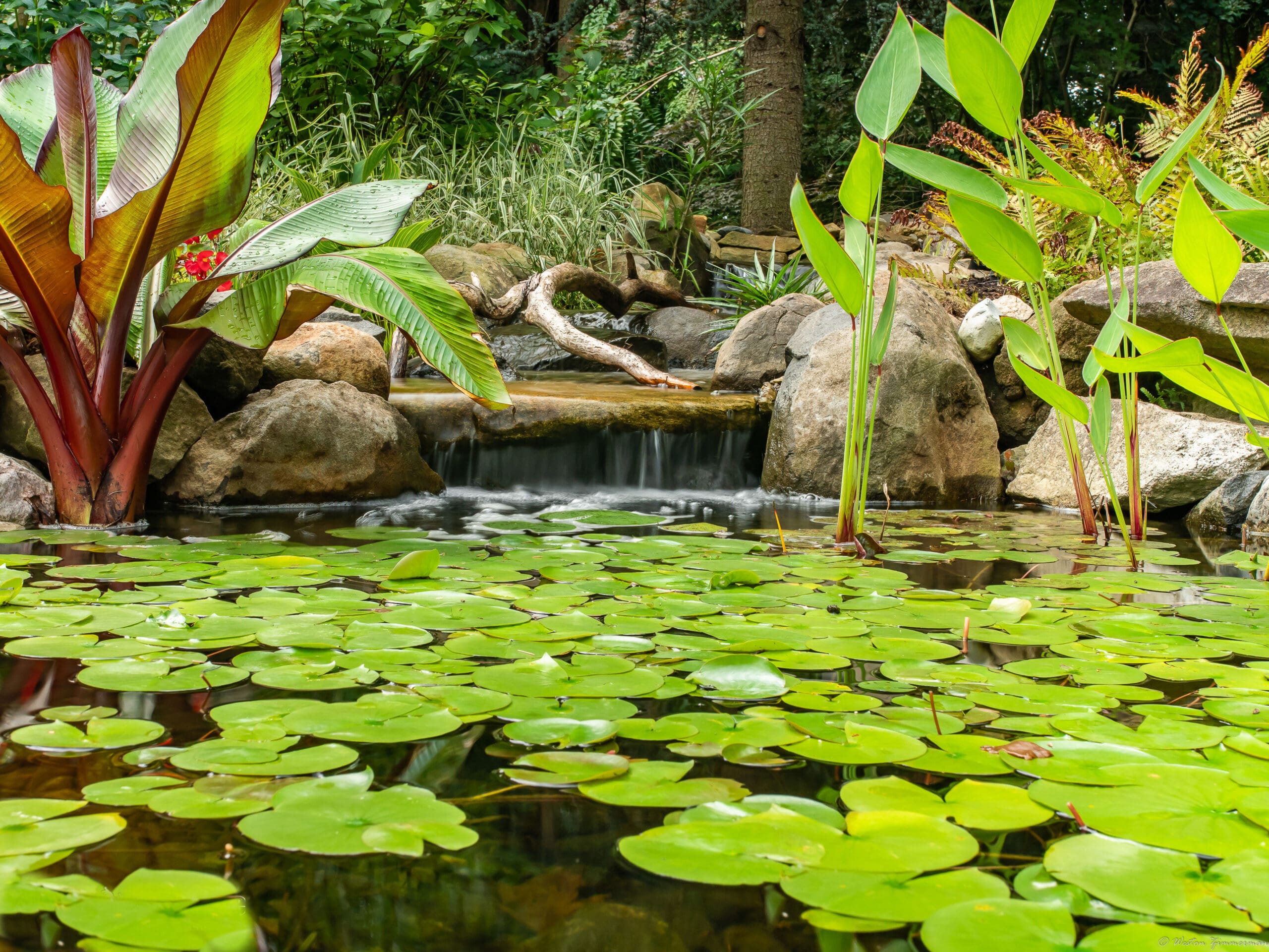 Five essential elements of a thriving ecosystem pond!