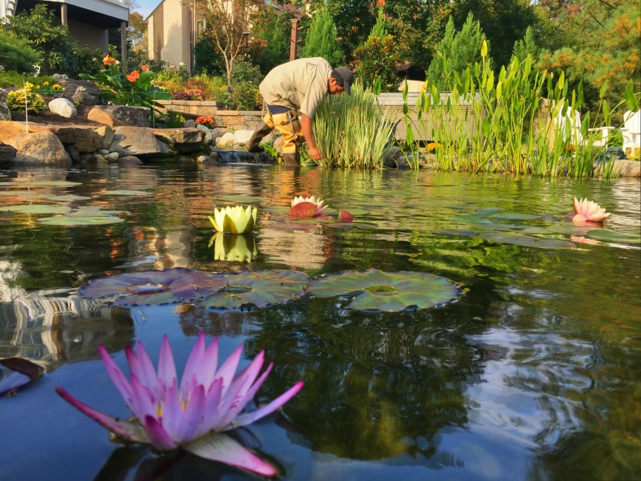 How to Keep a Pond Cool in the Summer Heat | Turpin Landscape